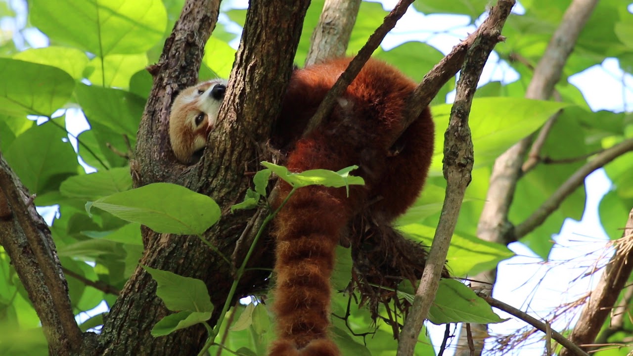 Creepy Red Panda - YouTube