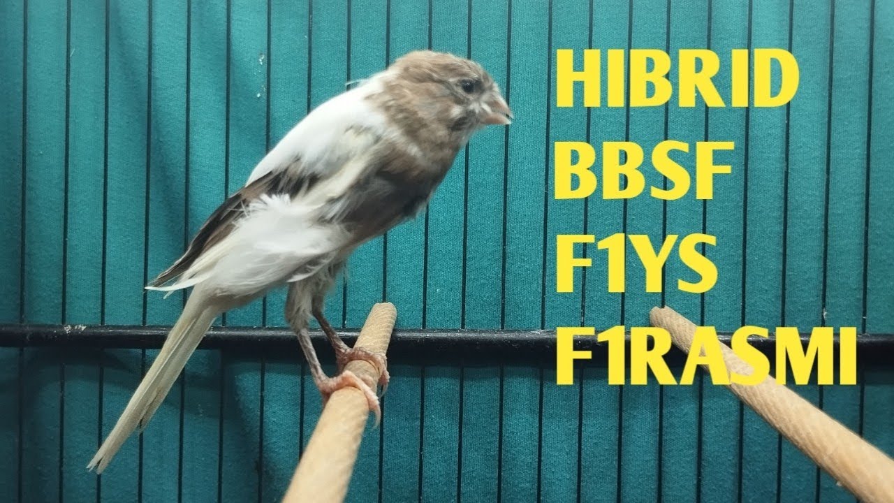 BAHAN HIBRID BBSF, F1YS, F1RASMI !!! MONGGO DI GAS BOS Q - YouTube