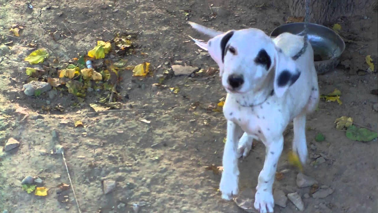 PAKISTANI GULL TERIRER AND POINTER MIX DOG - YouTube