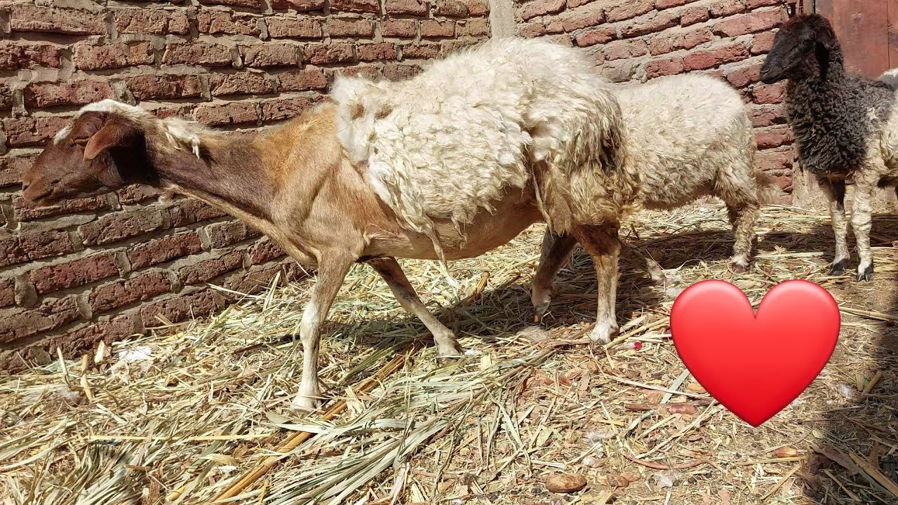 Latest haircut for sheep.Three little sheep and one big sheep.Sheep ...