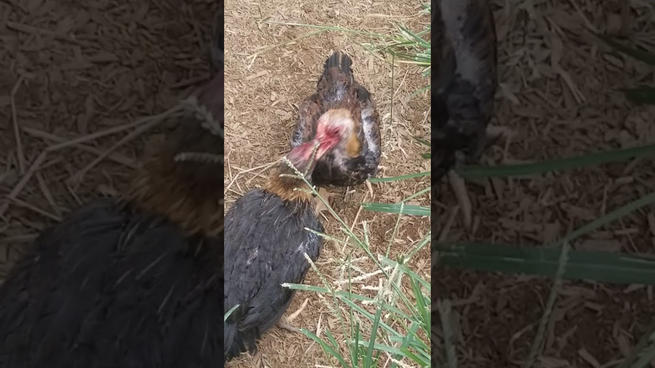 Gallos guerreros a muerte, por naturaleza. - YouTube