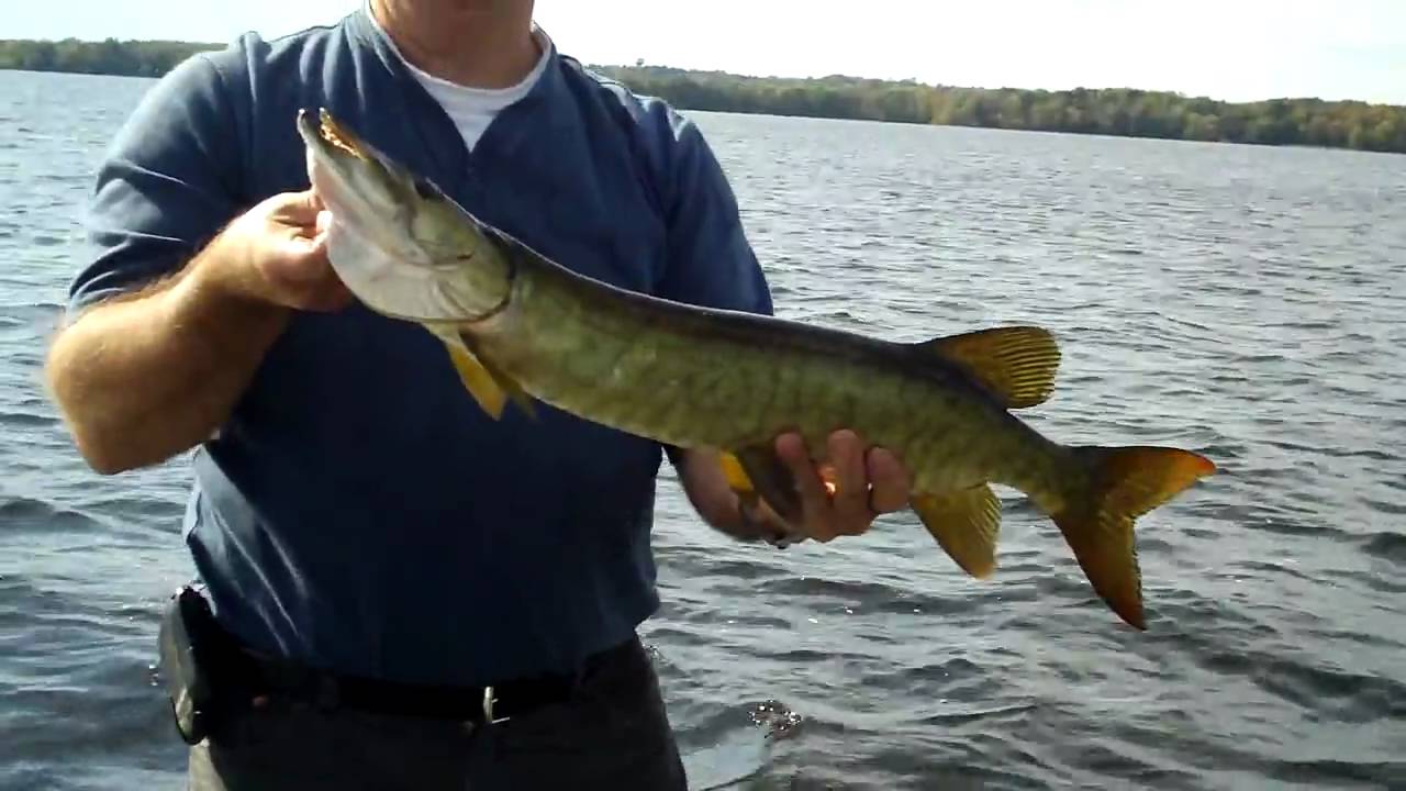 Muskie jumps in boat - YouTube