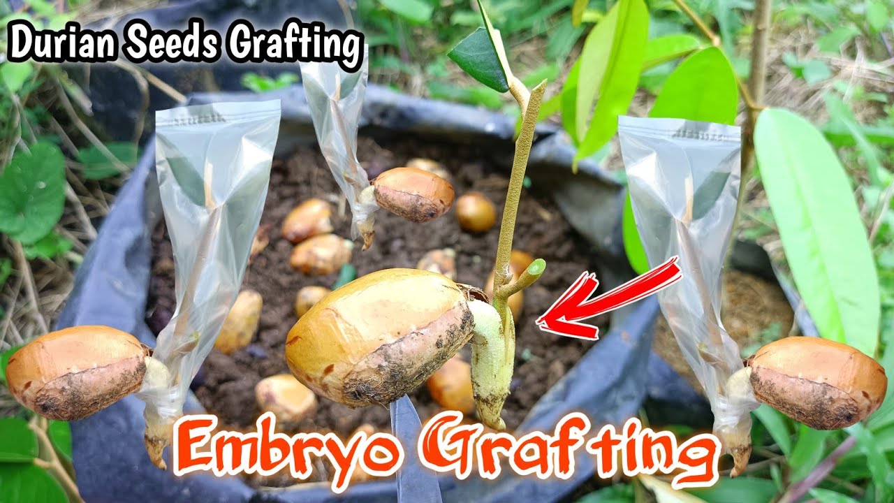 EXTREM !! Durian Embryo Grafting | Sambung Embrio Durian - YouTube