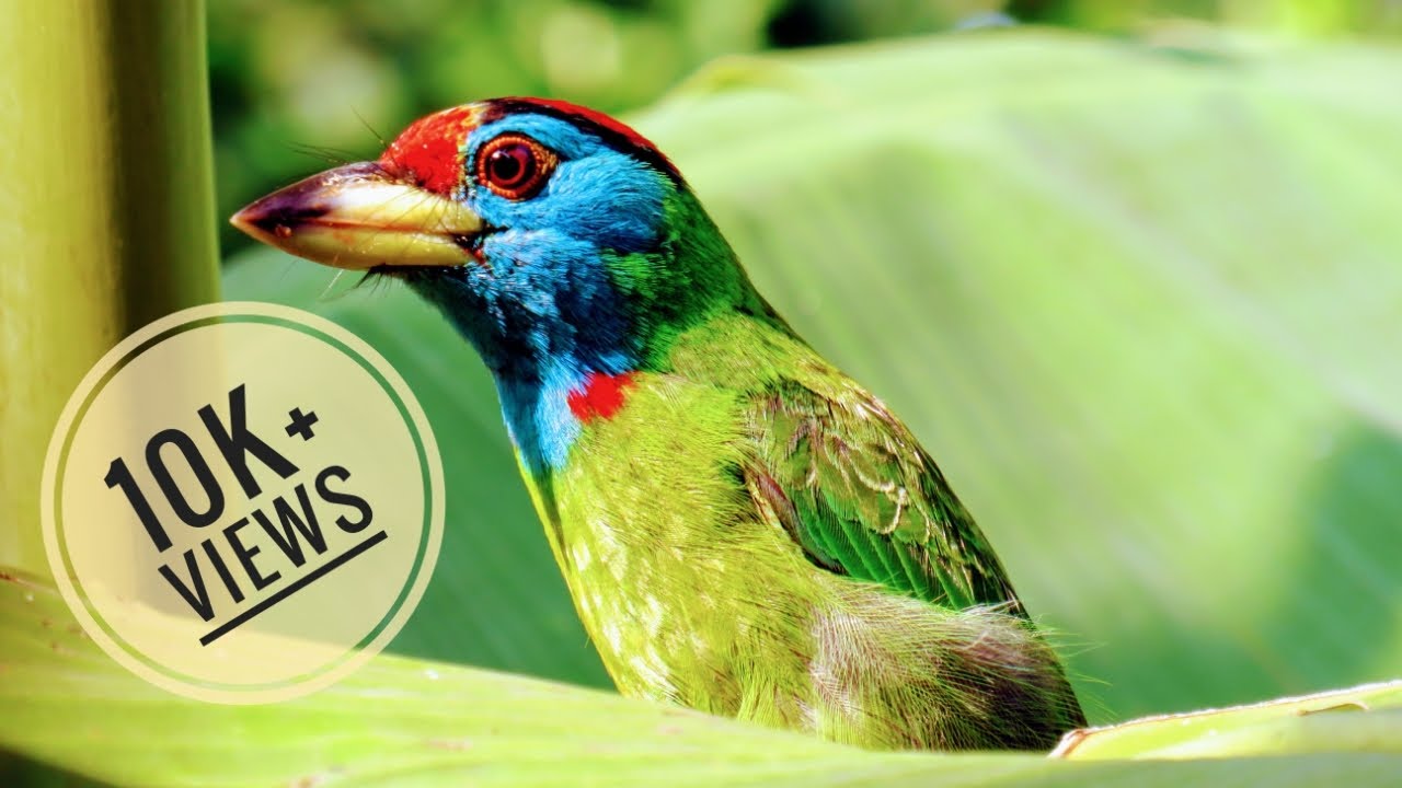 Birds name in bengali | Birds pictures | Birds Name | পাখির নাম ...
