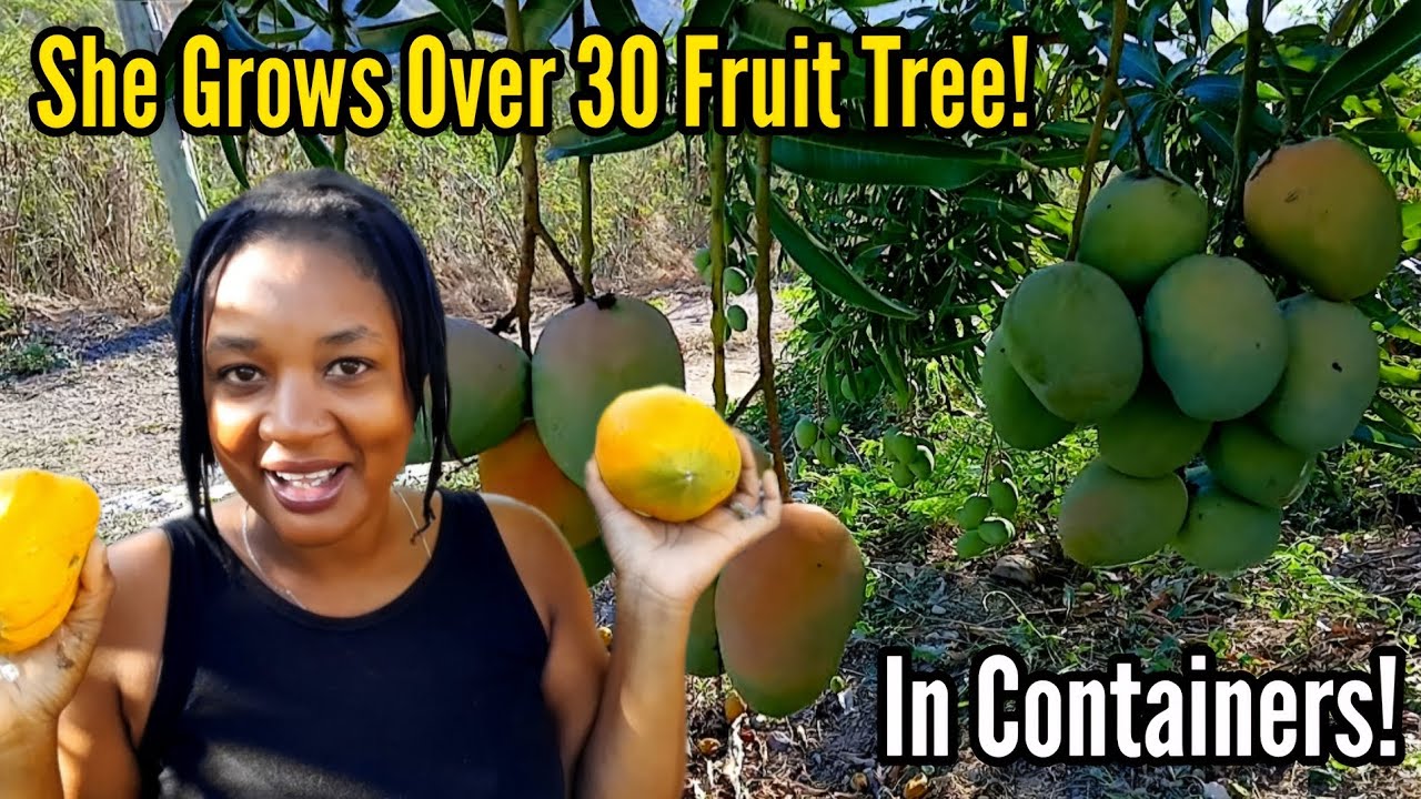 How I Growing Over 30 Fruit Trees In Containers Successfully! - YouTube