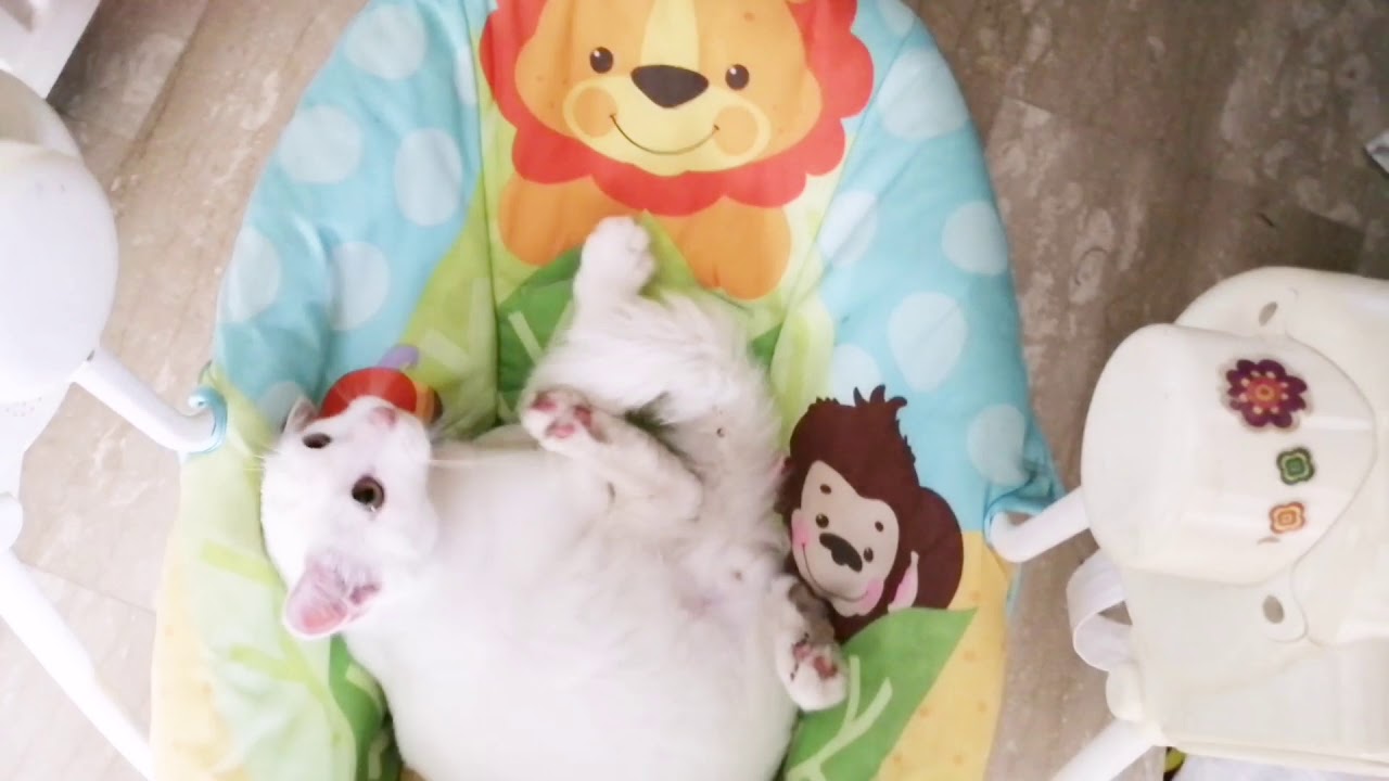 Cute White Cat Ridding The Baby Swing Bed - YouTube