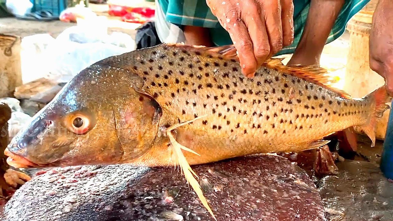 Amazing Tiger Snapper Fish Beautiful & Most Expensive | Expert Tiger ...