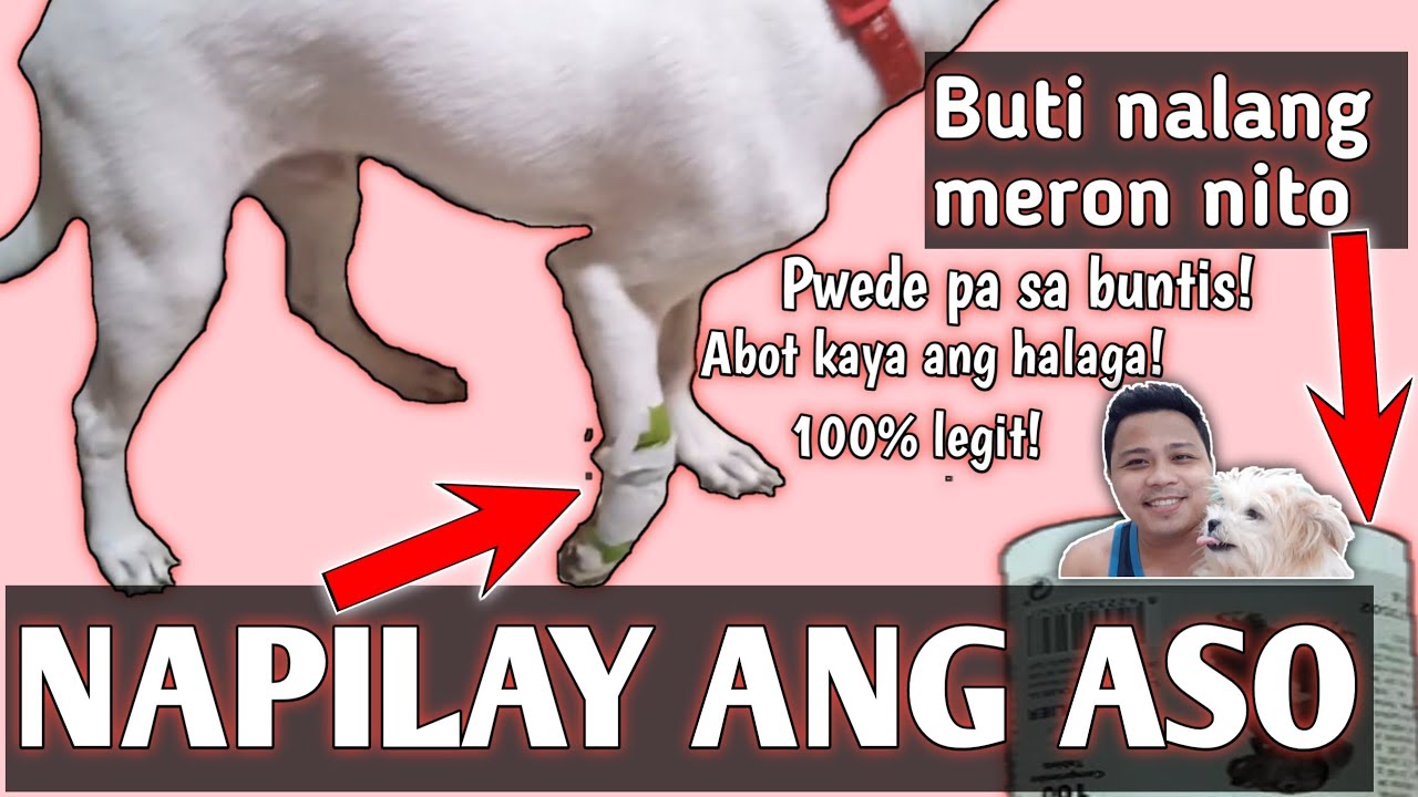 NAPILAY NA ASO ITO ANG KAILANGAN MO! - YouTube