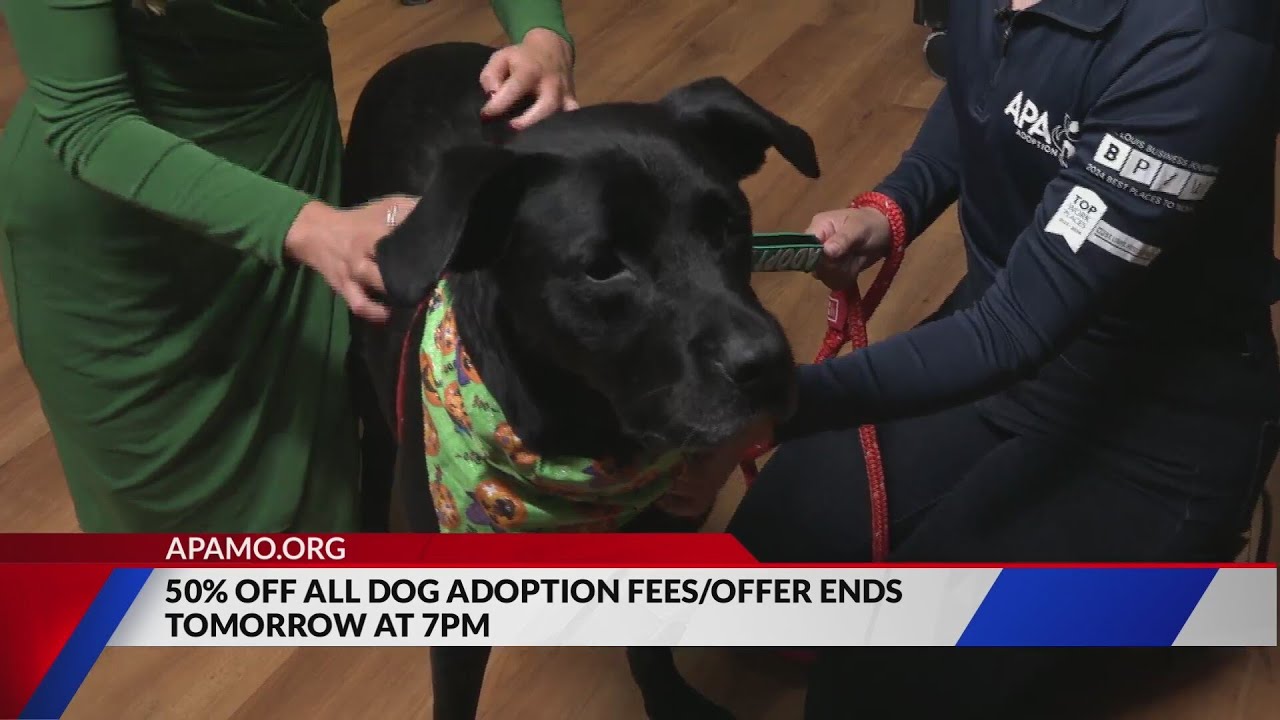 APA showcases Arlington the Dog - YouTube