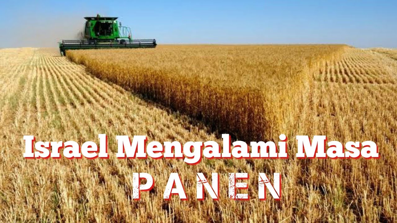 Masa Panen Di Israel Telah Dimulai !!!... - YouTube