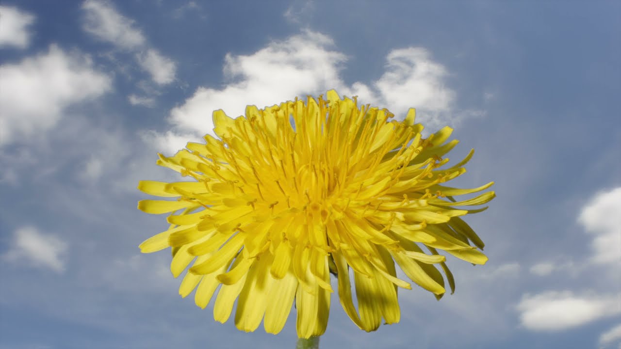 Time lapse Dandelion flower transforming to seed head. Filmed over 1 ...