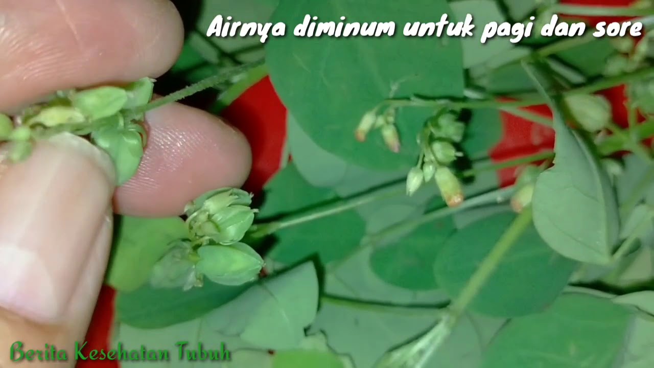 Terungkap!! Berbagi Manfaat Daun Belimbing Tanah Atau Calincing bagi ...