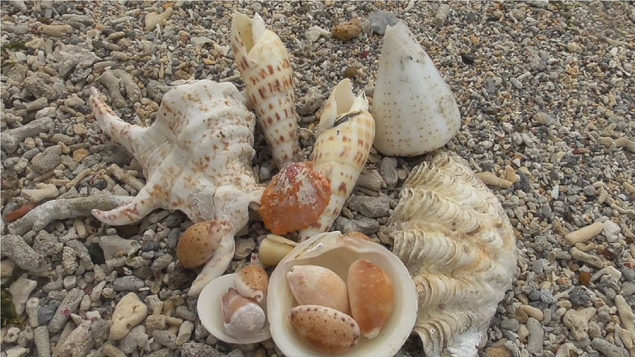 Feel the taste of the sea with the most perfect shells - YouTube