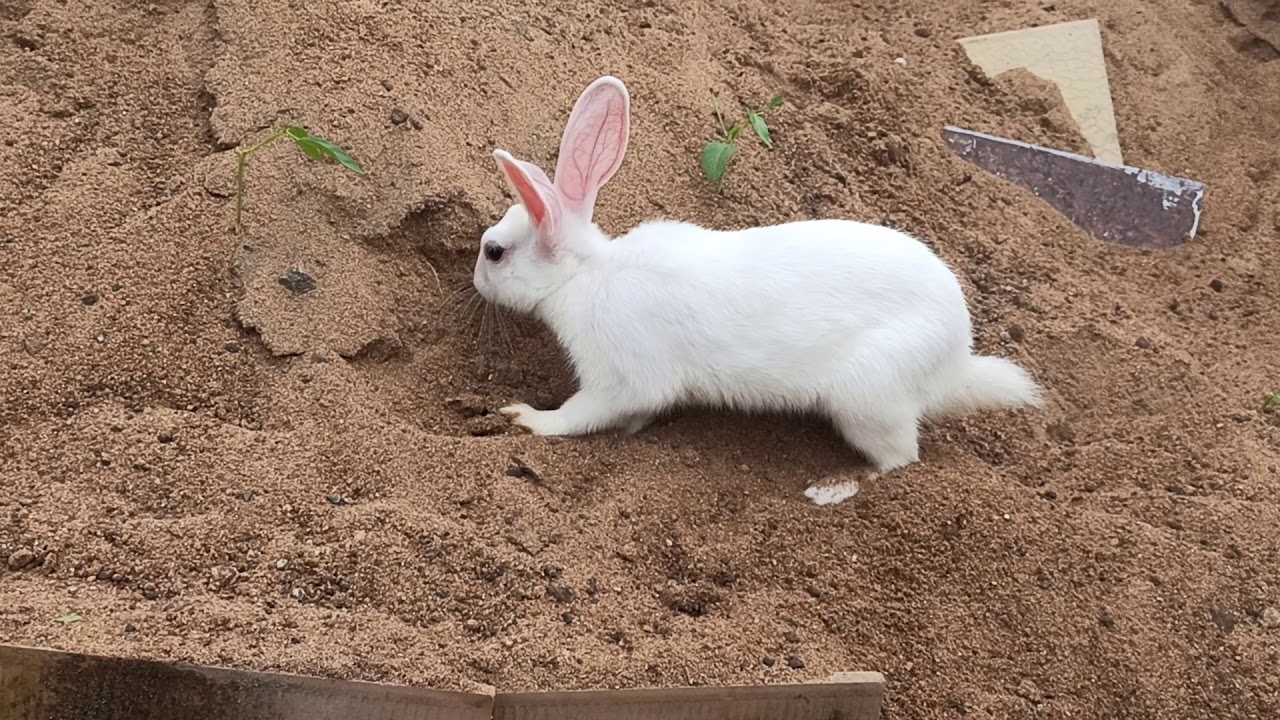 Rabbit fun - YouTube