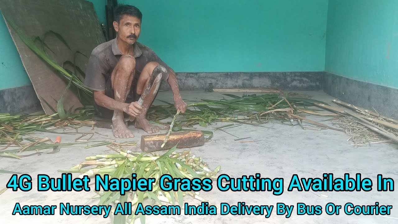 4G Bullet Napier Grass Cutting Available In Aamar Nursery All Assam ...