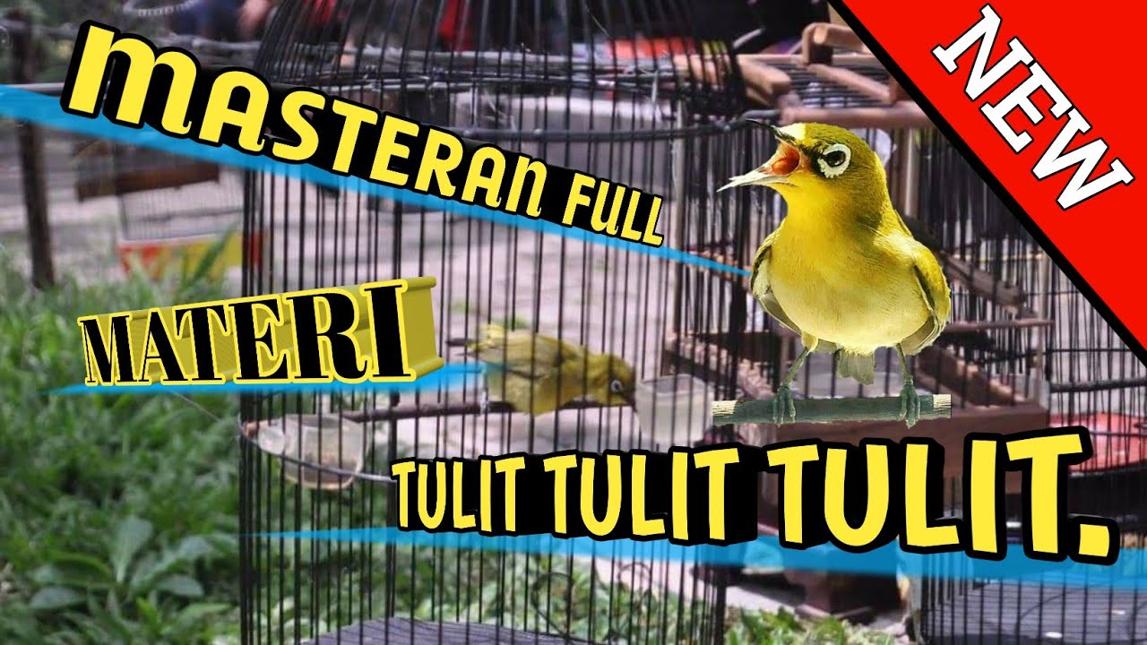 LEBIH EFEKTIF..!!!full materi tulit tulit tulit..masteran satu arah ...