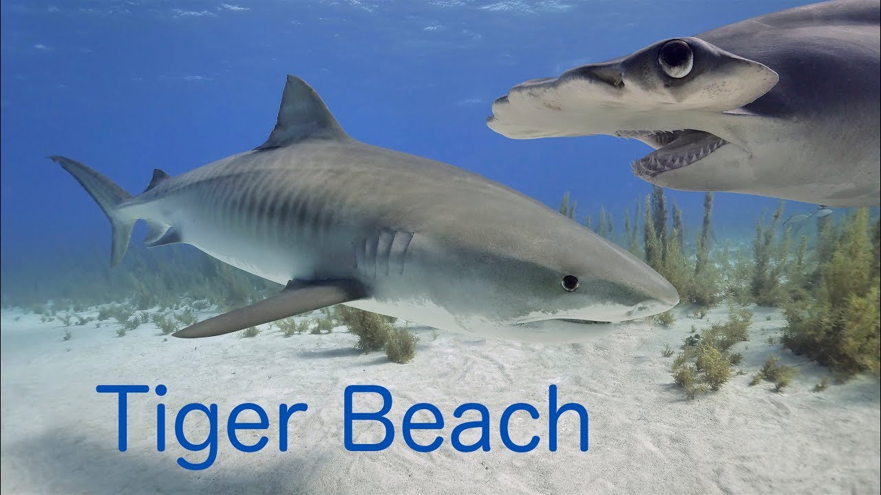 The Ultimate Tiger Beach Video - Plus Shark ID - YouTube