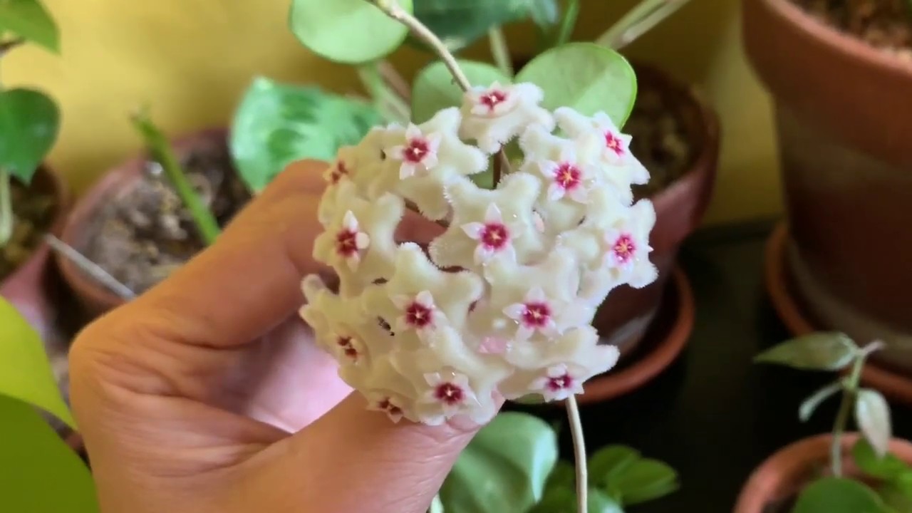 Hoya cv ‘Mathilde’ in Bloom + Care Tips - YouTube