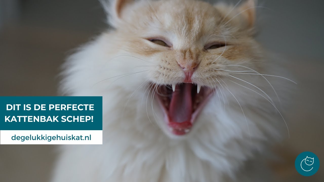 DIT IS DE PERFECTE KATTENBAKSCHEP! - De gelukkige huiskat ...