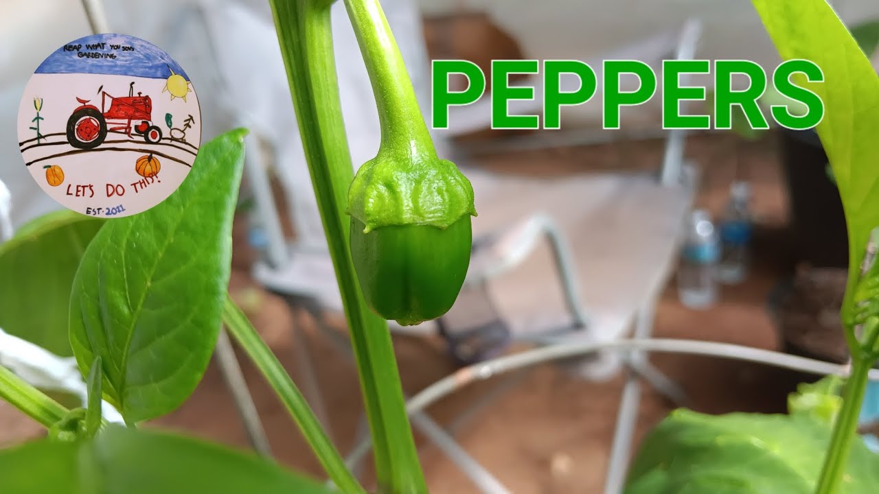 will peppers grow in October? | GARDEN TOUR - YouTube