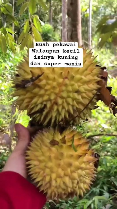 Buah pekawai mirip durian tapi berbeda rasa😀 #kalimantan - YouTube