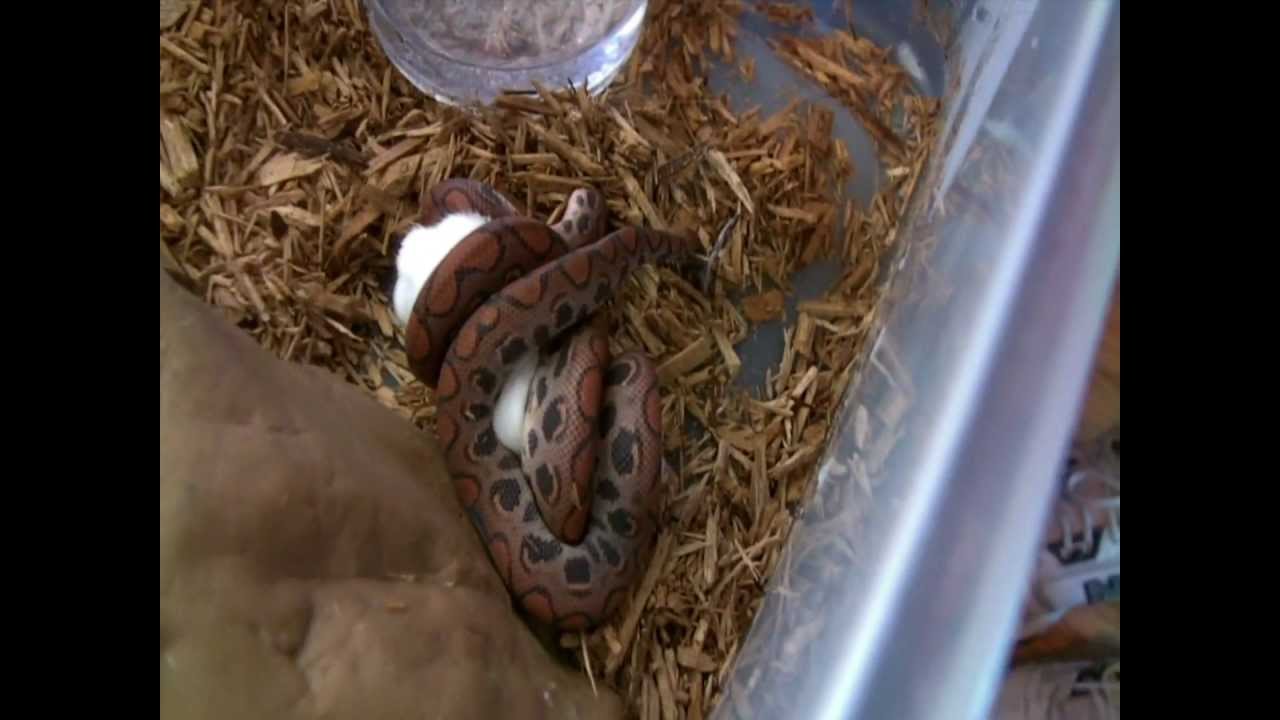 Boa Feeding - YouTube