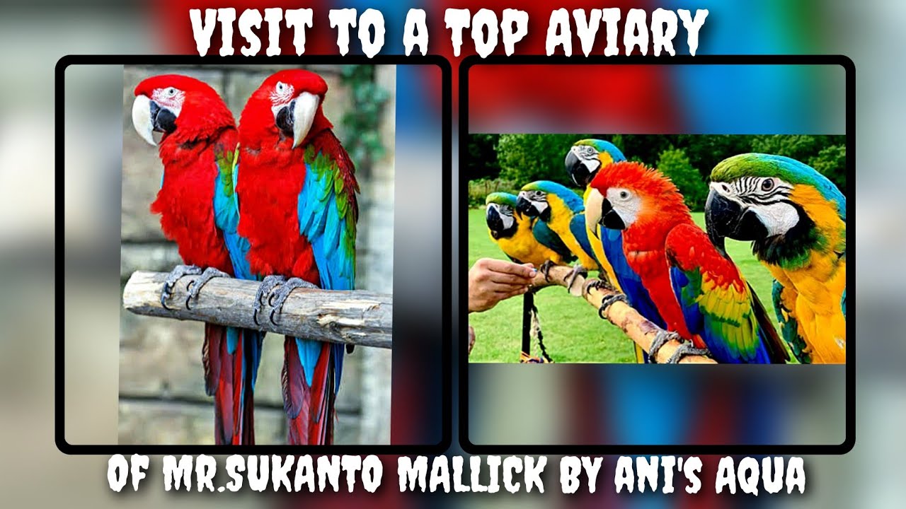 Visit to a Top Aviary of Kolkata of Mr.Sukanto Mullick - YouTube
