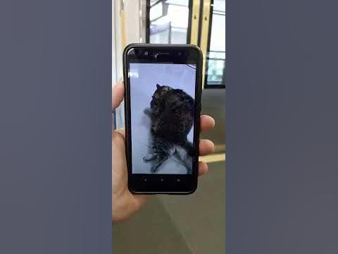 Nonton BOKEP di *** no sensor 🙈 #shorts #status #tiktok #kucing #cat #catstory #cute #funny ...