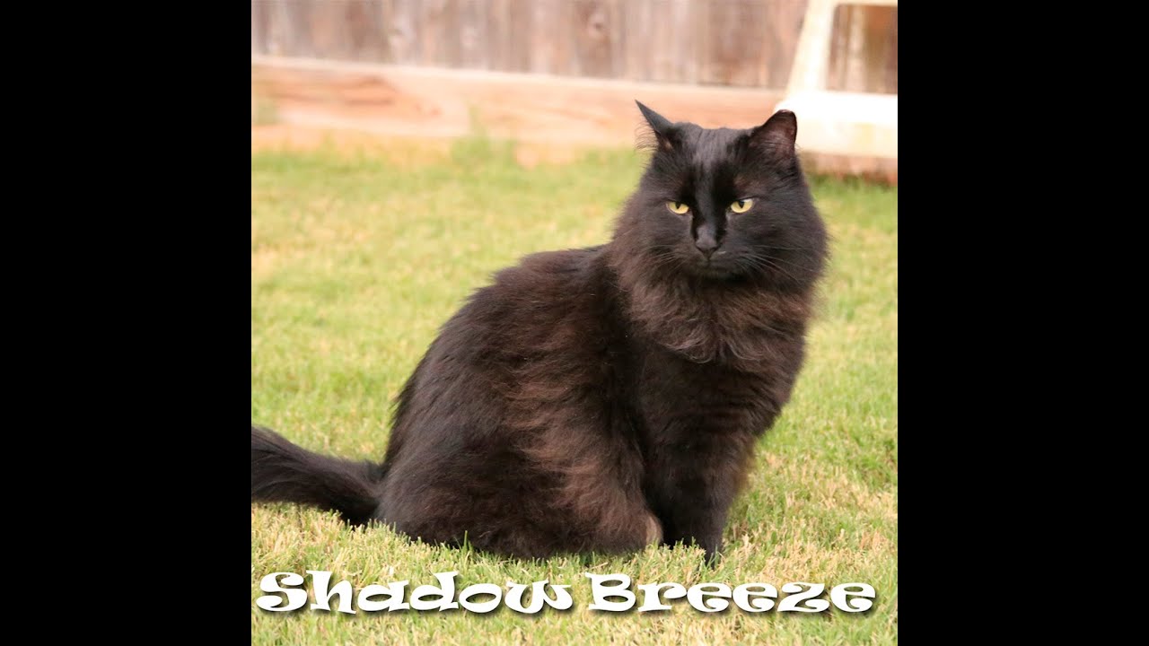 No Sewing! Says Shadow Breeze - YouTube