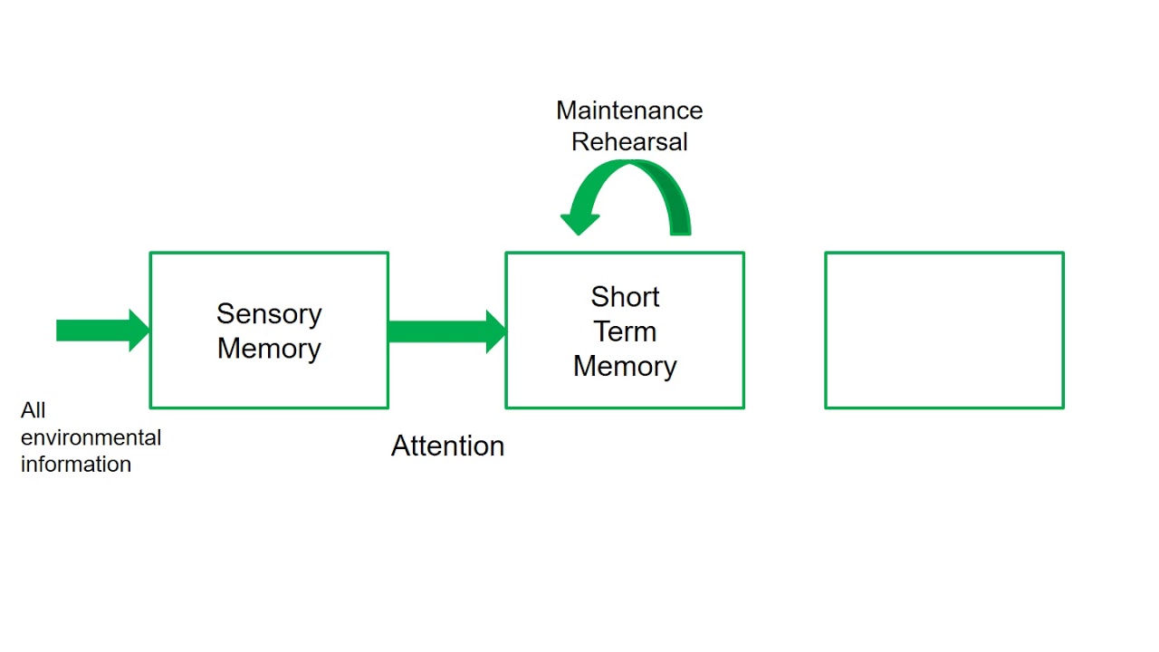 2. The Multi Store Model of Memory - YouTube