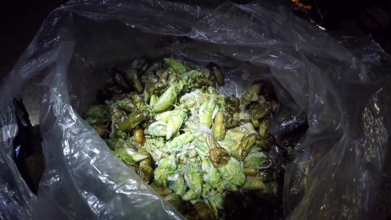 Freshly picked Cicadas for dinner! - YouTube