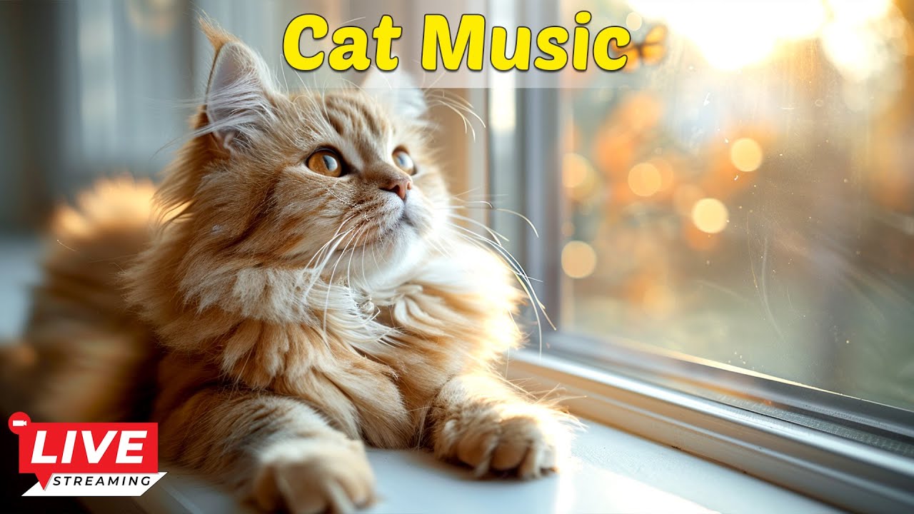 Peaceful Sounds for Cats - Soothing Music for Relaxation - Music ...