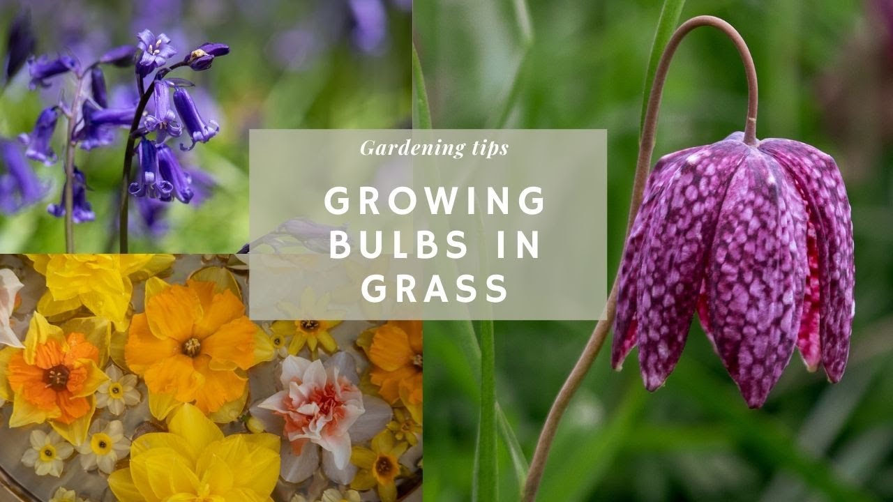 NATURALISING Spring Bulbs in GRASS 🌷| Planting Fritillaries & Daffodils ...