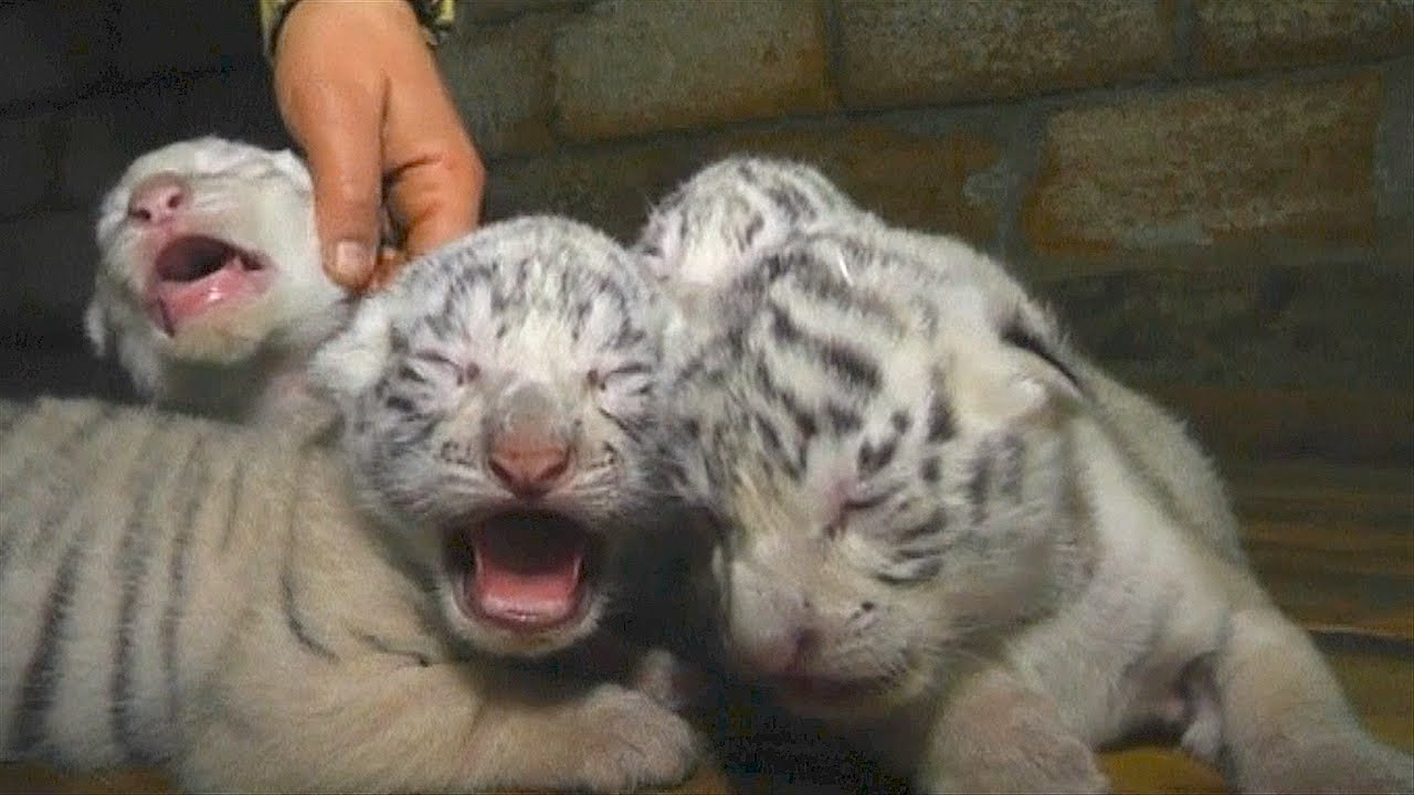 Four Rare White Tiger Cubs - YouTube