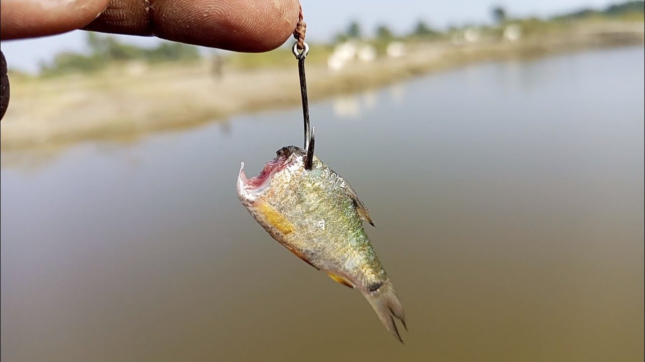 Best Single Hook Catching Snakehead Fish - YouTube