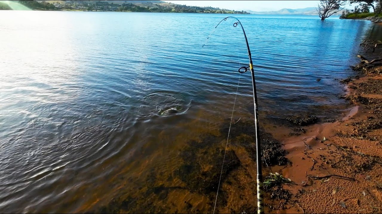 Incredible bank fishing at Lake Hume - YouTube