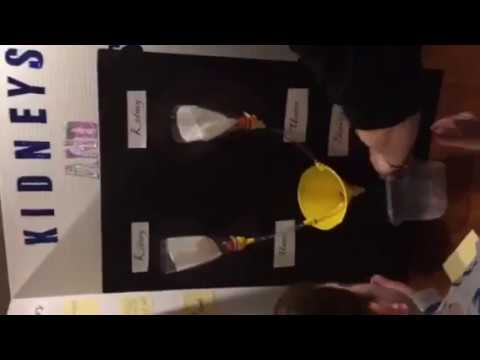 Kidneys and Dialysis. Science fair model. 2nd grade - YouTube