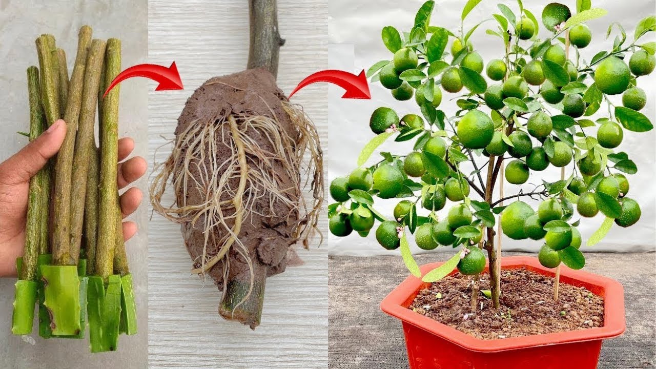SPECIAL TECHNIQUE for propagating lemons using aloe vera branches and ...