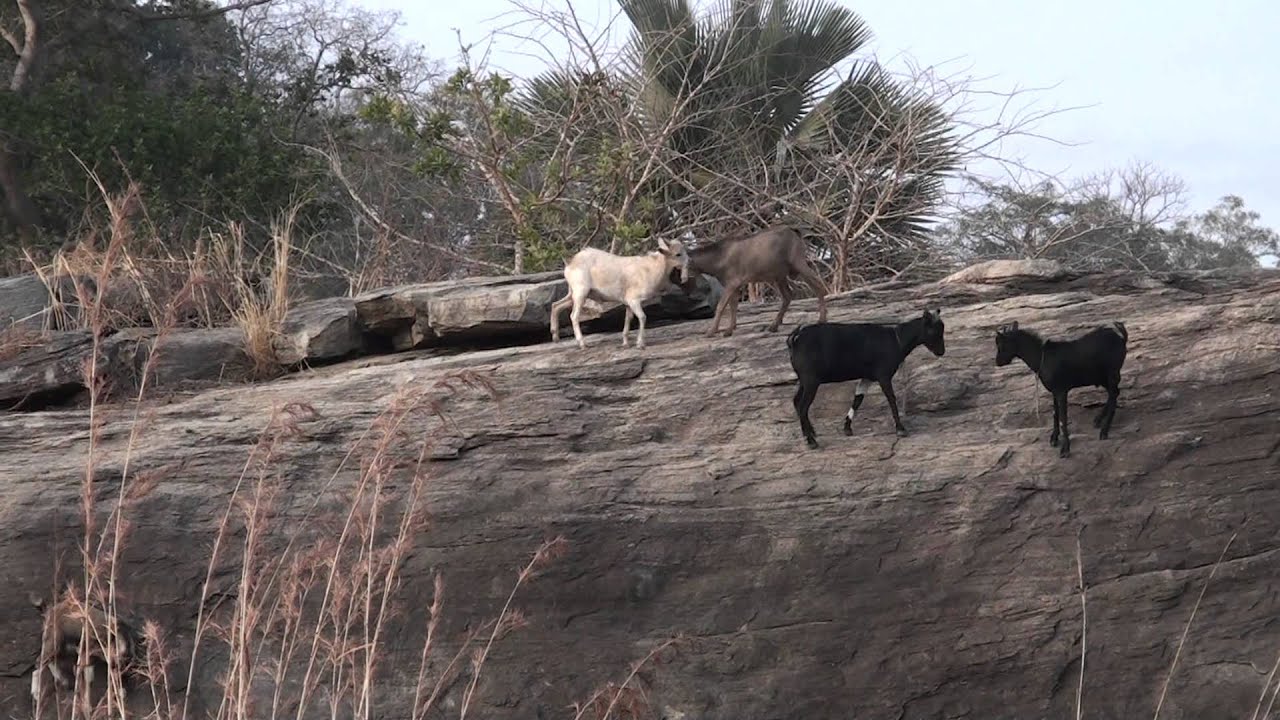 Bucking goats, Lui, South Sudan - YouTube