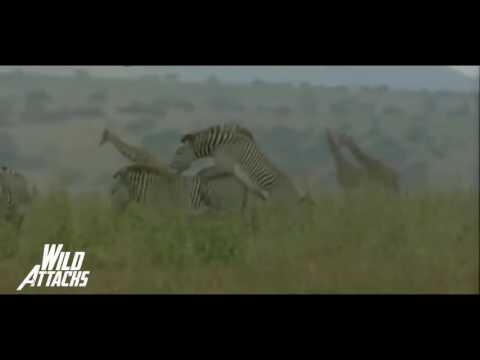 Rare and incredible Zebra Mating HD full