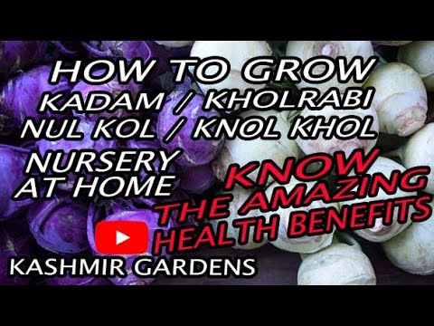 Ep:077.How to grow kadam / Kholrabi / Nul Kol nursery from seeds know ...