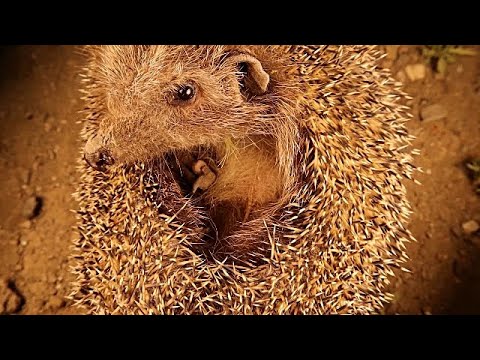 Hedgehog Behavior: Curling Up Into A Ball. Animals Wildlife | Wild ...