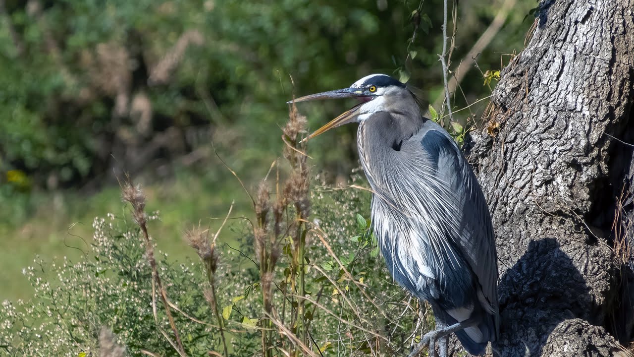 Great Blue Heron Gular Fluttering - YouTube