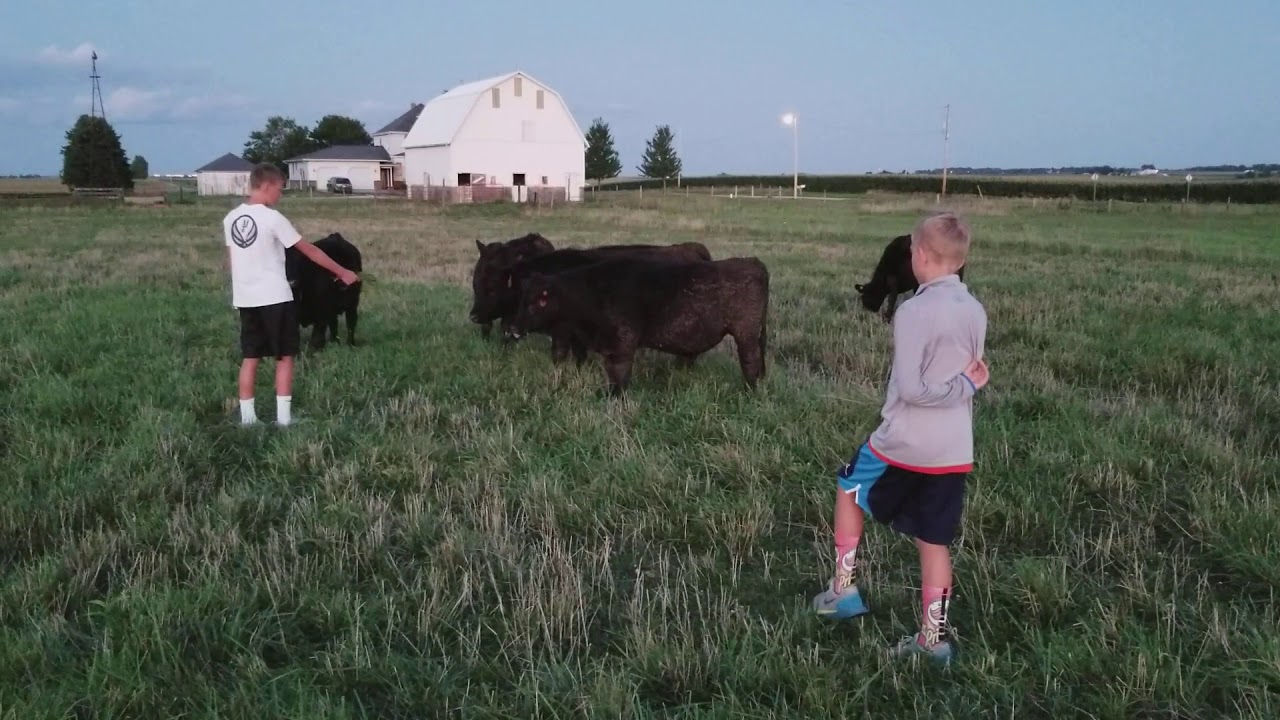 Robbie & William w Cattle at the farm - YouTube