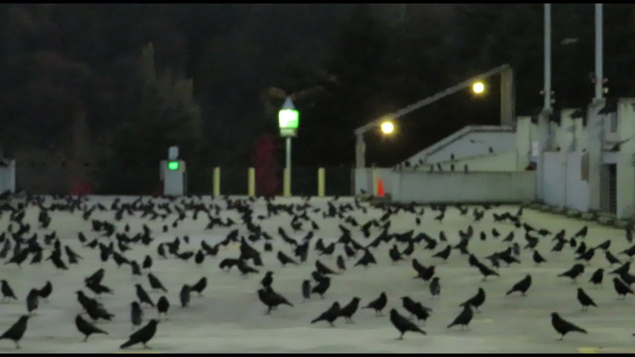 Bothell roost parking lot - YouTube