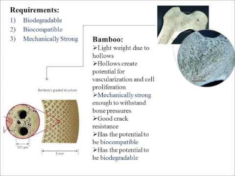 Natural and Biological Scaffolds for Bone Tissue Engineering By: Veena ...