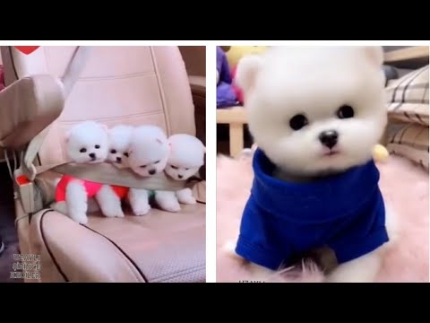 Komik ve Sevimli Pomeranian - Dog Pomeranian 😍