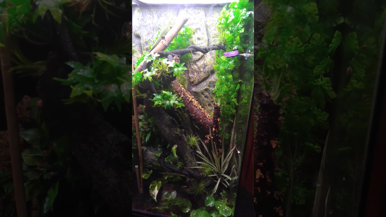 Giant Day Gecko Enclosure - YouTube