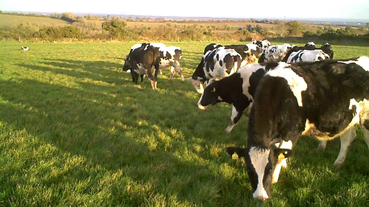 Stamullen Herd - Incalf Heifers grazing 13.12.12 - YouTube