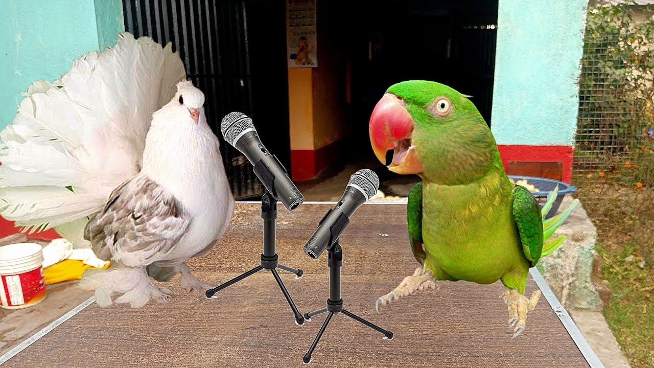 Kabutri bole kabutar se - YouTube